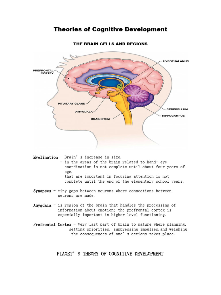 Theories of Cognitive Development Jean Piaget | PDF | Cognitive Development | Cognition