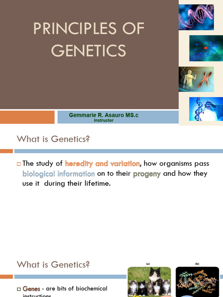 Introduction To Genetics Study Guide | PDF | Genetics | Dominance ...