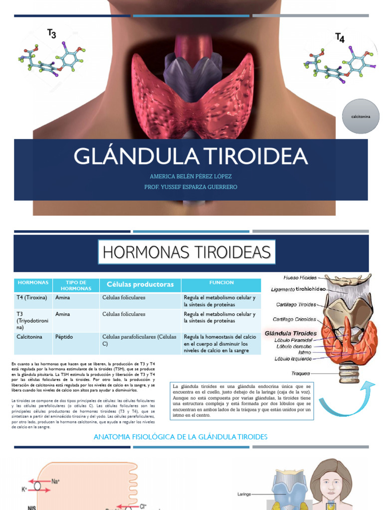 Glándula Tiroidea Pdf Tiroides Hormona Estimulante De La Tiroides