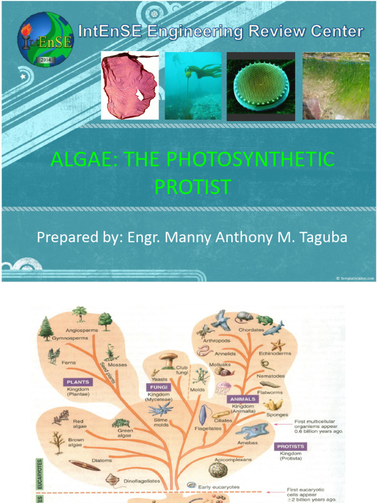 Algae The Photosynthetic Protist Lecture 2021 | PDF | Algae | Agar