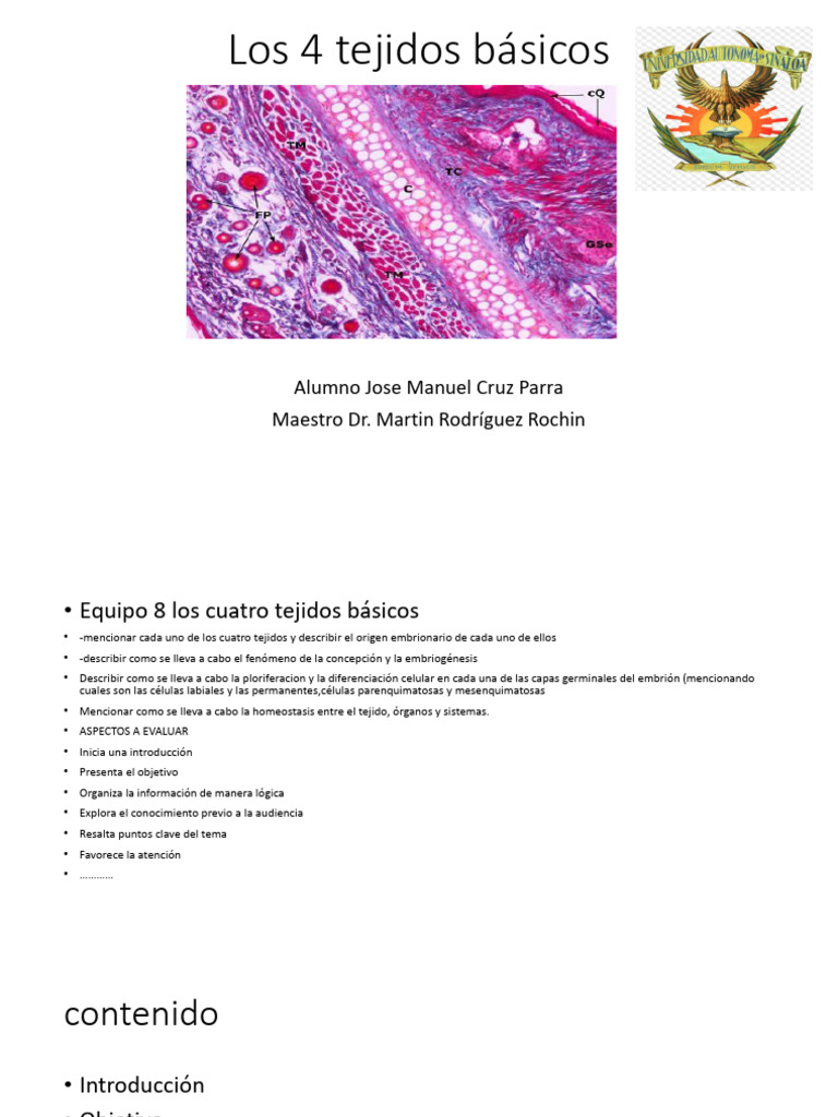 Tejidos básicos y embriogénesis humana | PDF | Embrión | Homeostasis