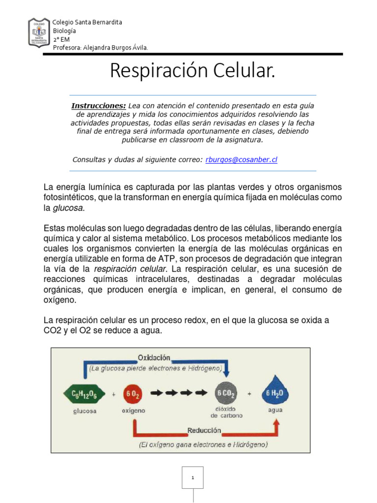 Biologia 1 | PDF | Respiración celular | Mitocondria