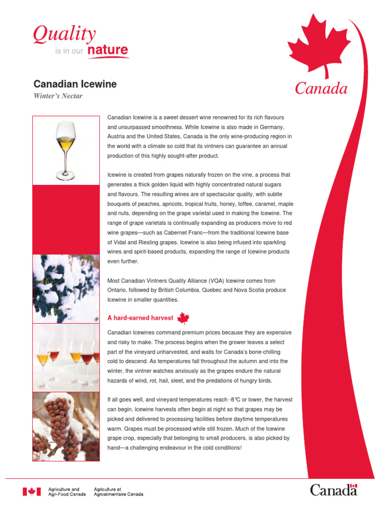 Canadian Icewine: A Sweet Legacy | PDF | Wine | Grape