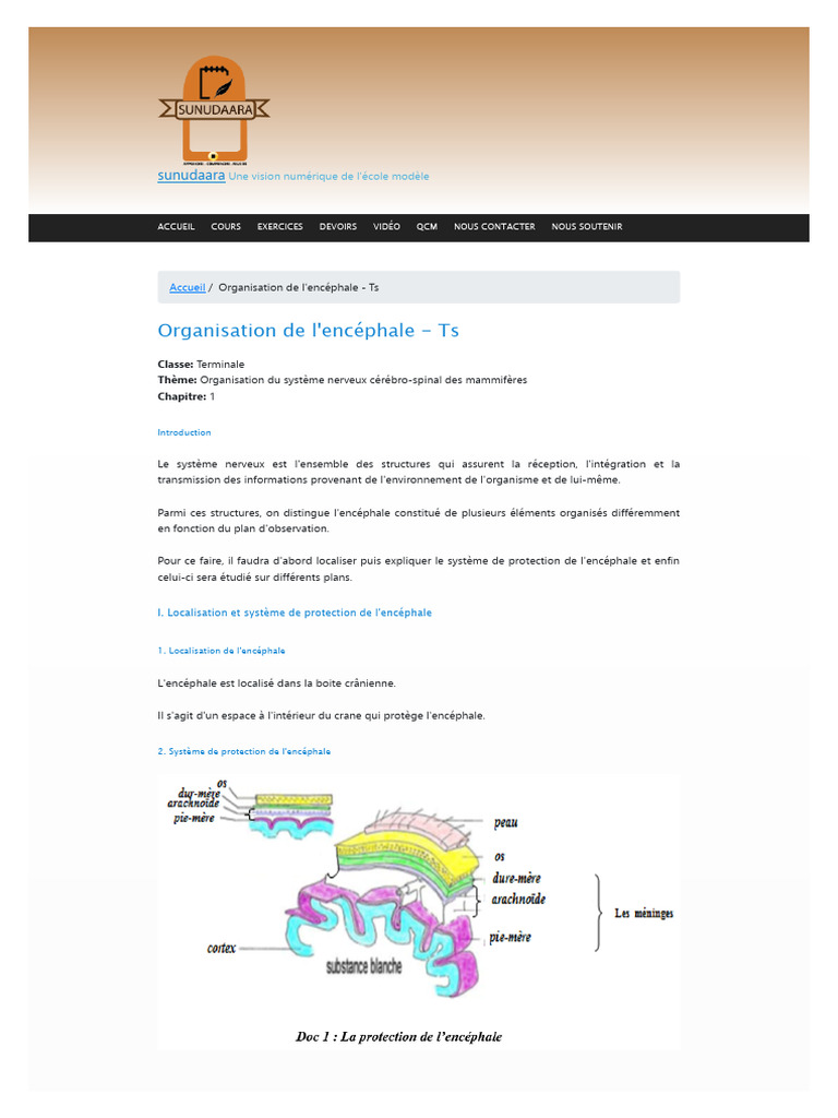 Organisation de L'encéphale | PDF | Cervelet | Neuroanatomie
