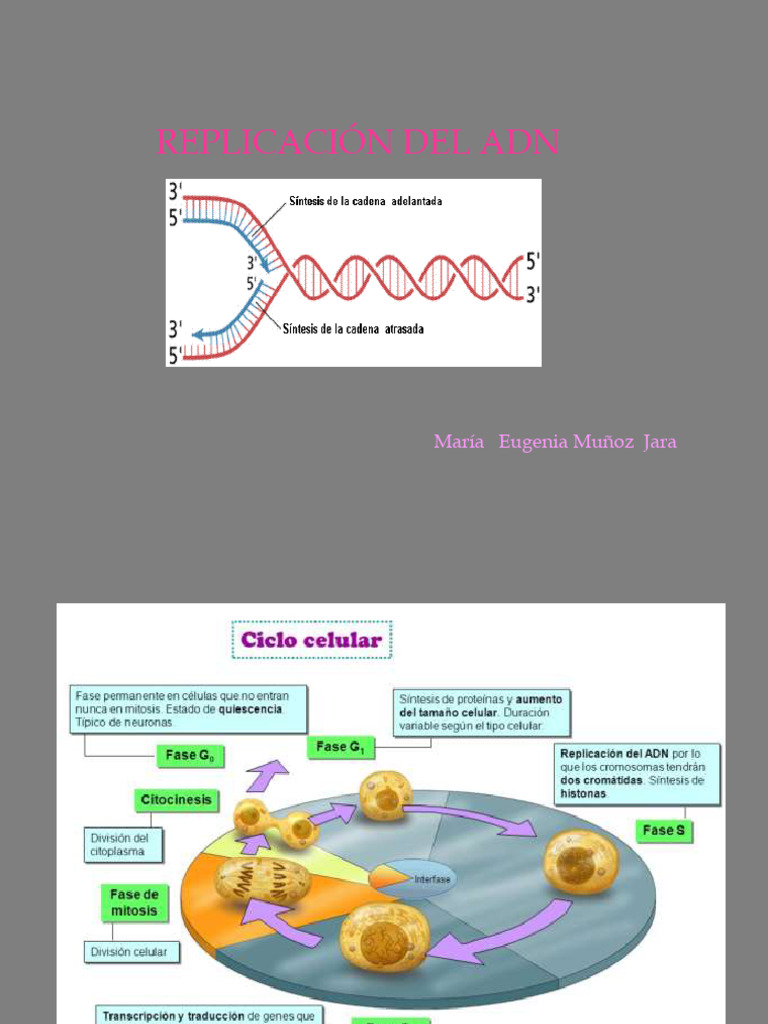 Replicaciondeladn 180416143831 | Descargar gratis PDF | Replicación De Adn | Adn
