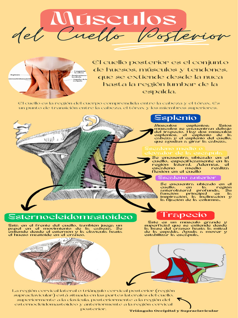 Músculos del cuello posterior Anatomía | PDF | Anatomía | Anatomía humana