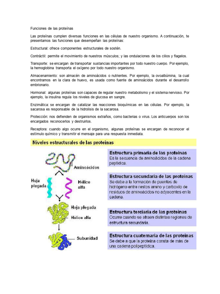 Funciones de las proteínas | PDF