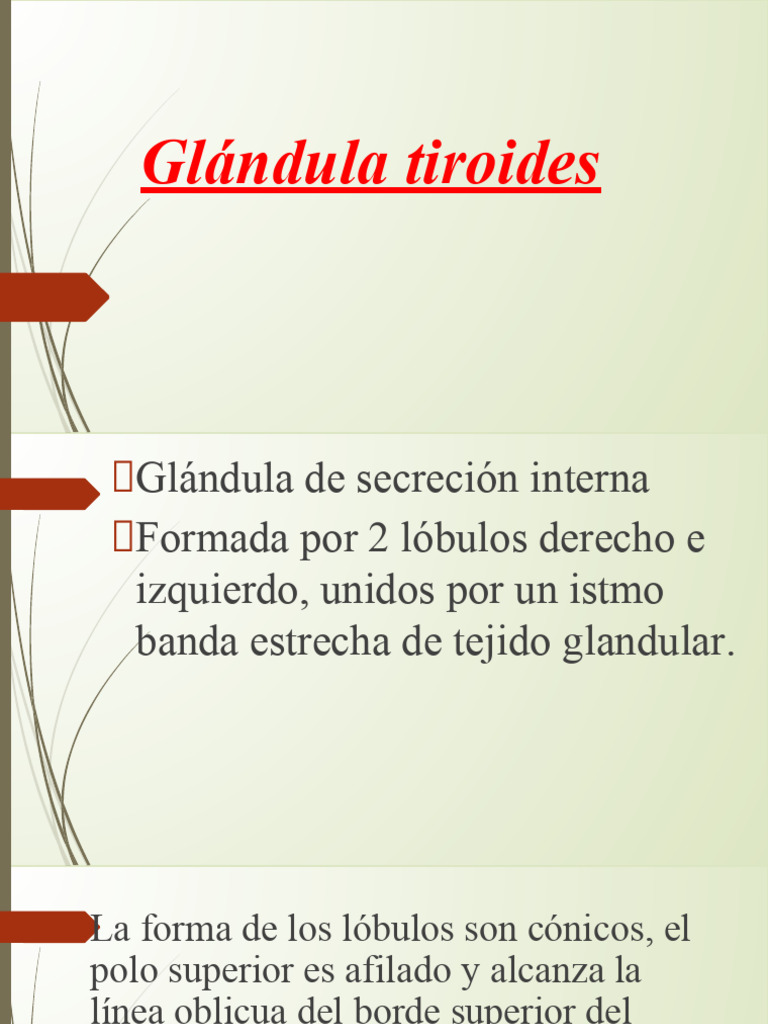 Tiroides | PDF | Tiroides | Anatomía humana