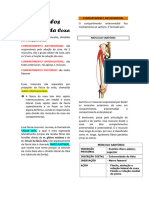 Anatomia da Região Glútea e Nervos | PDF | Pélvis | Nervo