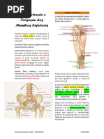 11 - Região Poplítea | PDF | Joelho | Anatomia humana