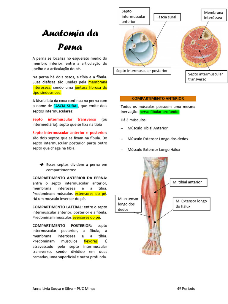 Anatomia Da Perna | PDF | Pé | Anatomia dos membros inferiores