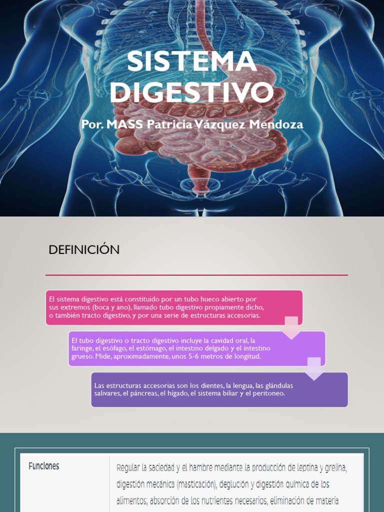 Partes del Sistema Digestivo Infantil | PDF | Sistema digestivo humano ...
