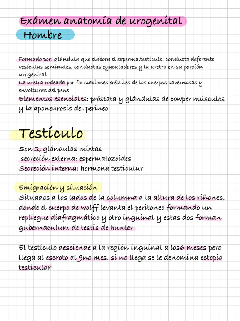 Anatomía del aparato reproductor masculino | PDF | Testículo | Próstata