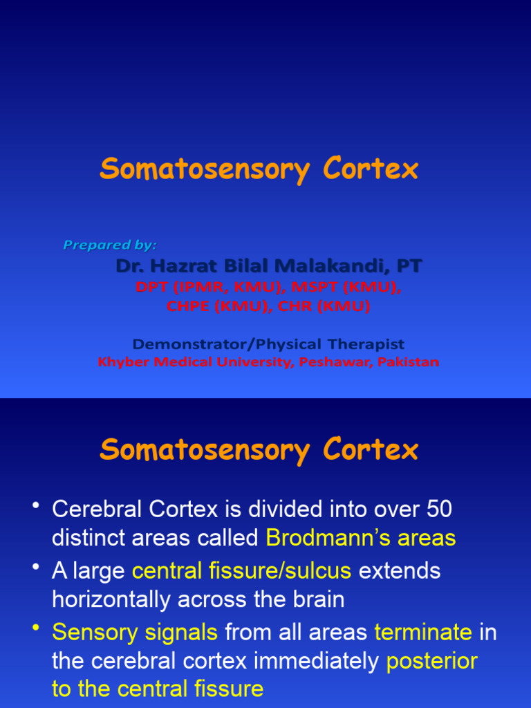 Somatosensory Cortex | PDF | Cerebral Cortex | Somatosensory System