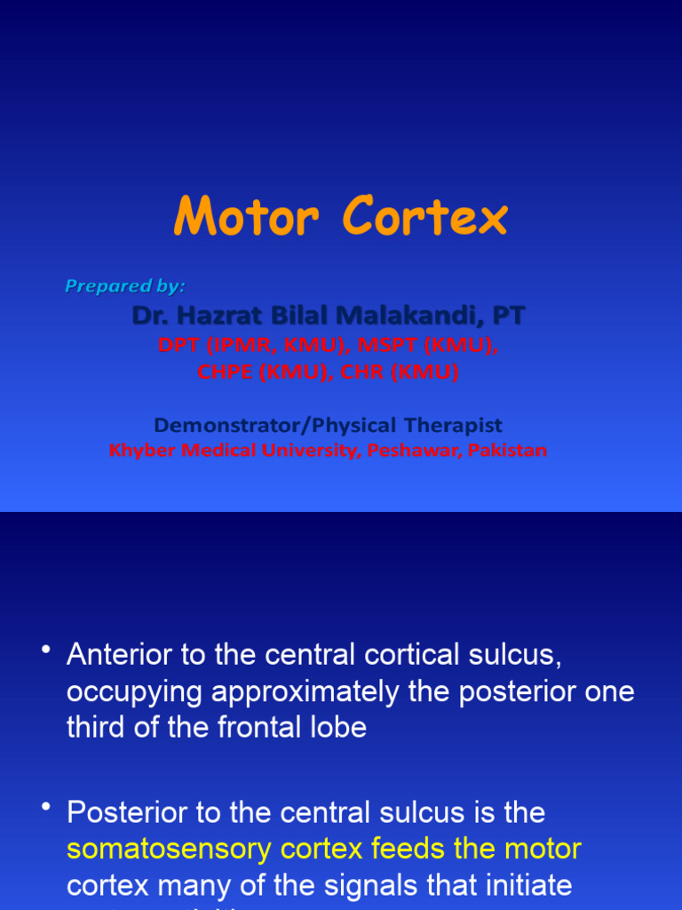 Motor Cortex | PDF | Cerebral Cortex | Brain