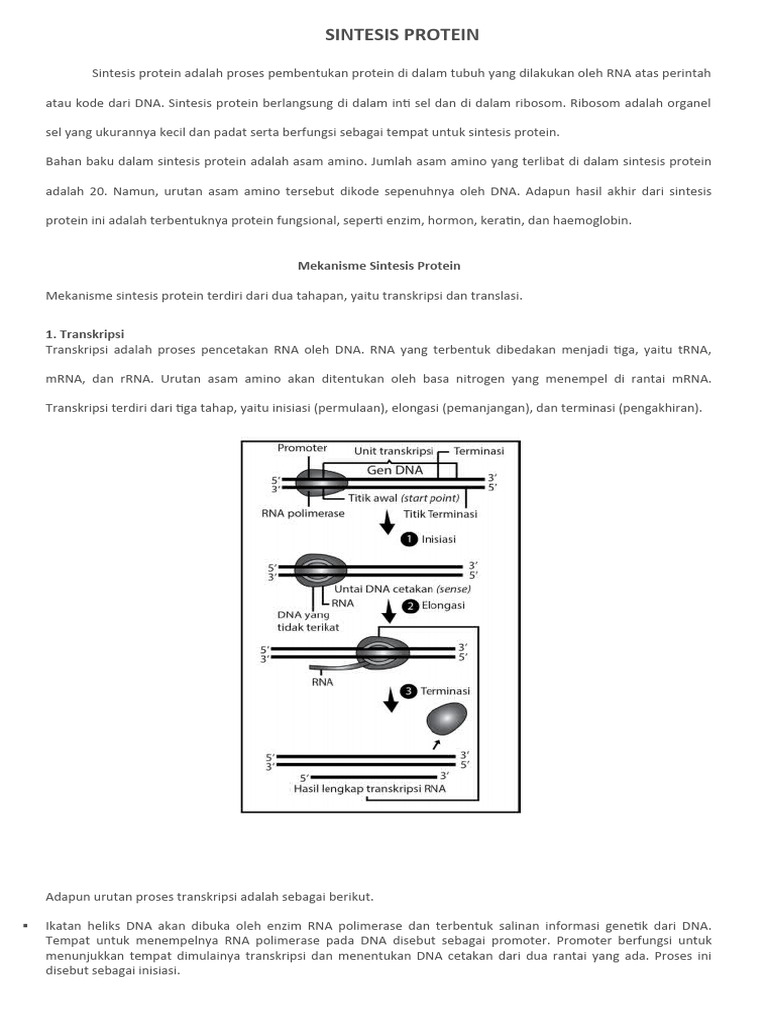 Proses Sintesis Protein dalam Sel | PDF