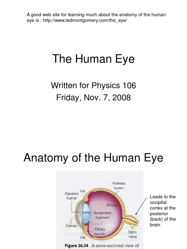 The Human Eye: Written For Physics 106 Friday, Nov. 7, 2008 | PDF ...