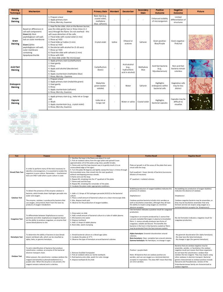 Staining Technique | PDF | Staining | Microscopy