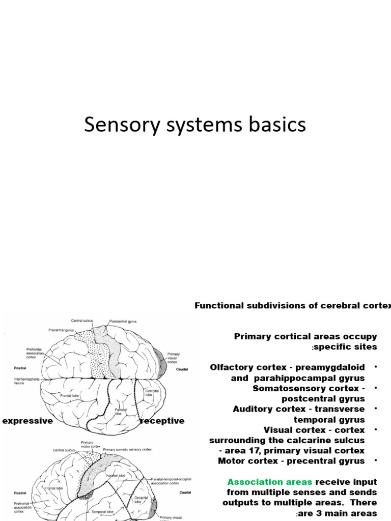 Lesson1 Intro Sensory Systems | PDF | Cerebral Cortex | Visual System
