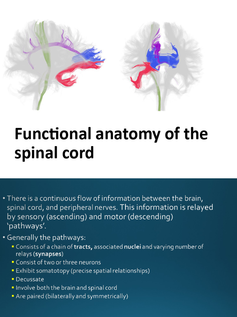 Spinal Cord Functional Anatomy Guide | PDF | Science & Mathematics