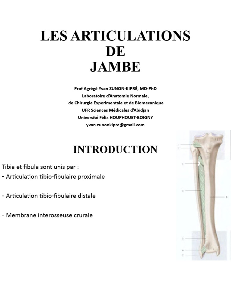 Les Articulations de La Jambe | PDF | Articulation (anatomie) | Jambe humaine