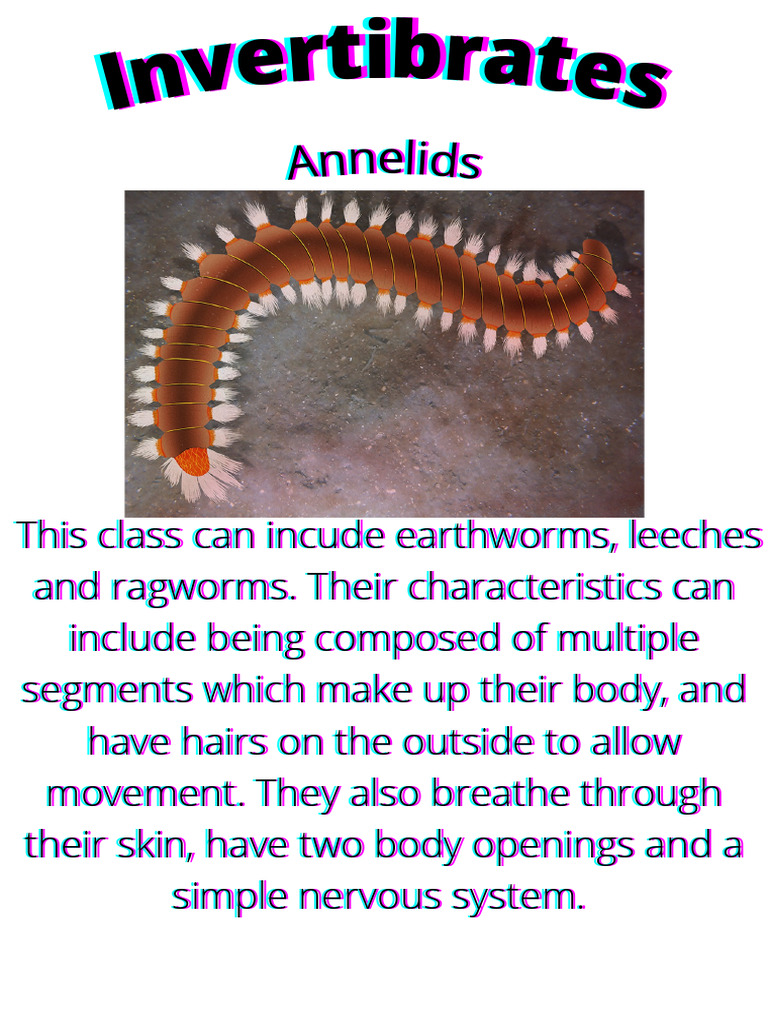 Invertebrates Posters | PDF | Invertebrate | Insects