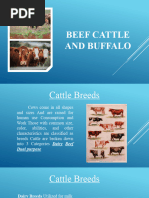 Official List of Breed Codes For Bovine: Beef Breeds | PDF | Livestock ...