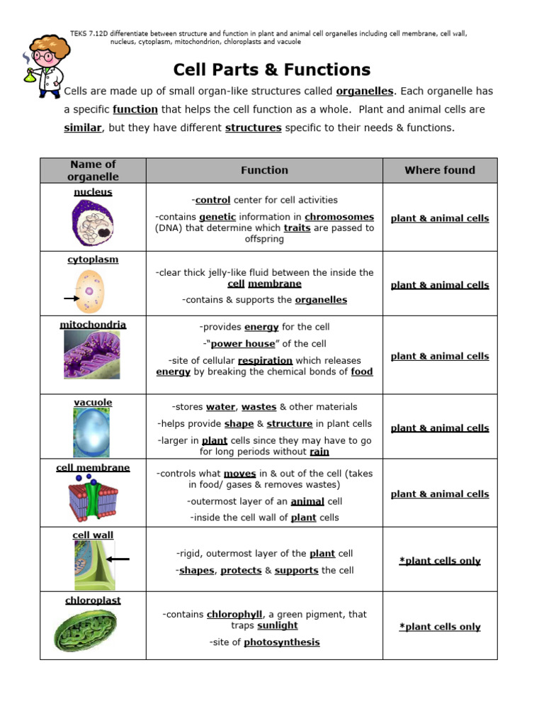 Cell Parts and Functions 2 | PDF | Cell (Biology) | Plants