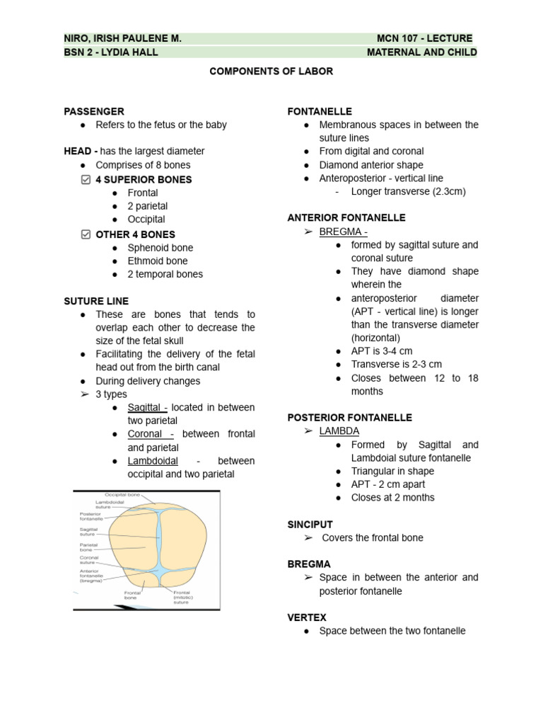 Components of Labor | PDF | Human Anatomy | Musculoskeletal System