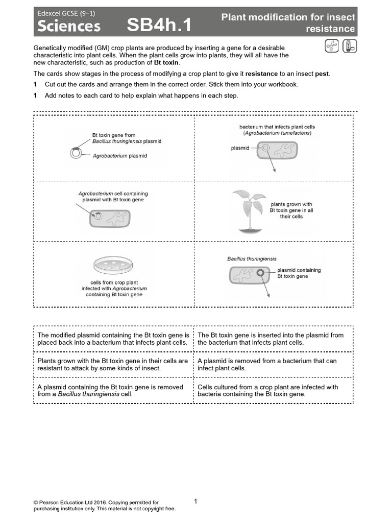 SB4h Worksheets | PDF | Genetically Modified Crops | Maize