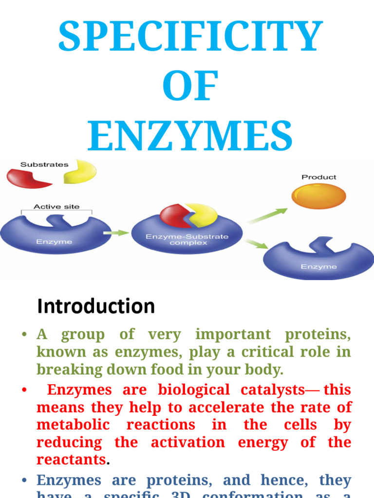 Enzyme Specificity | PDF | Chirality (Chemistry) | Enzyme