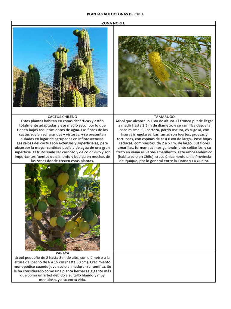 Plantas Autoctonas de Chile | PDF | Arboles | Tallo de la planta