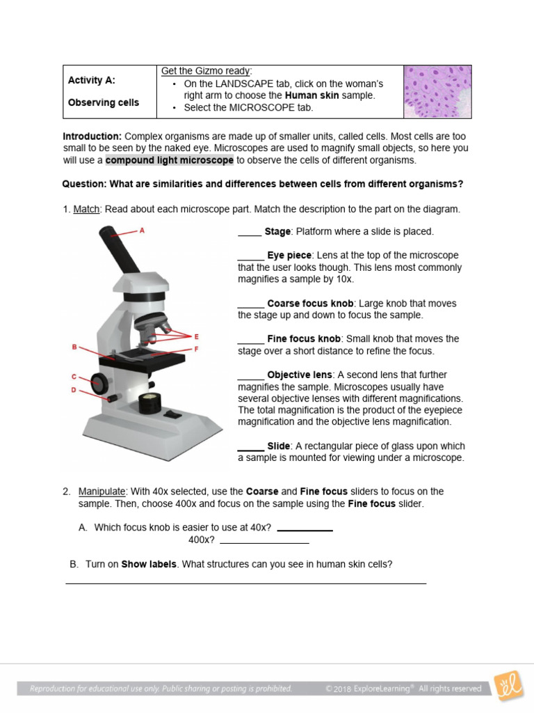 Cell Types Activity Word | PDF | Organelle | Microscope