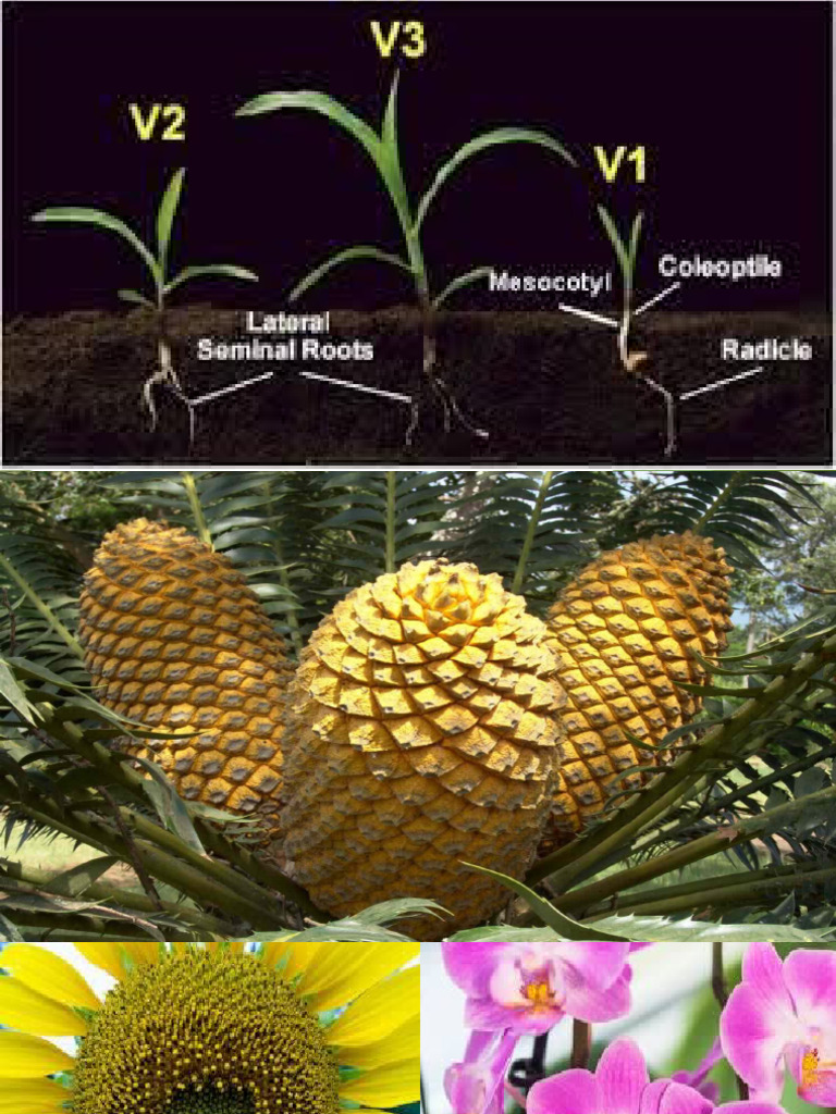 GEN-BIO Finished Product | PDF