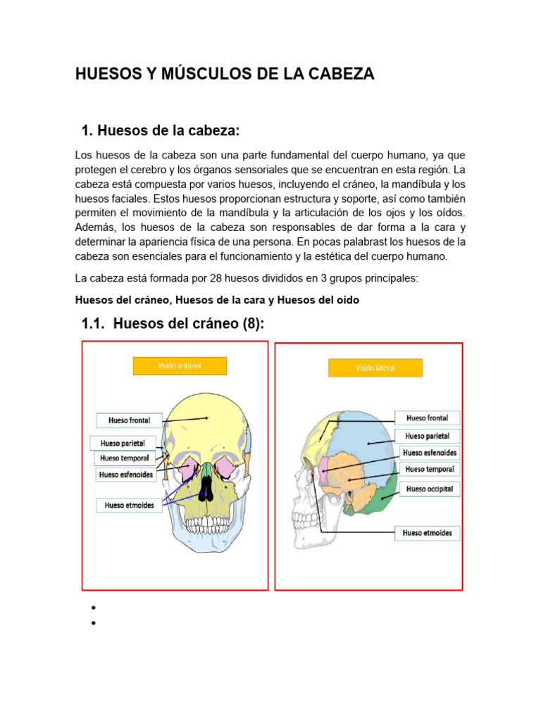 Ciencias Naturales Huesos y Musculos de La Cabeza | Descargar gratis PDF | Hueso | Cabeza y ...