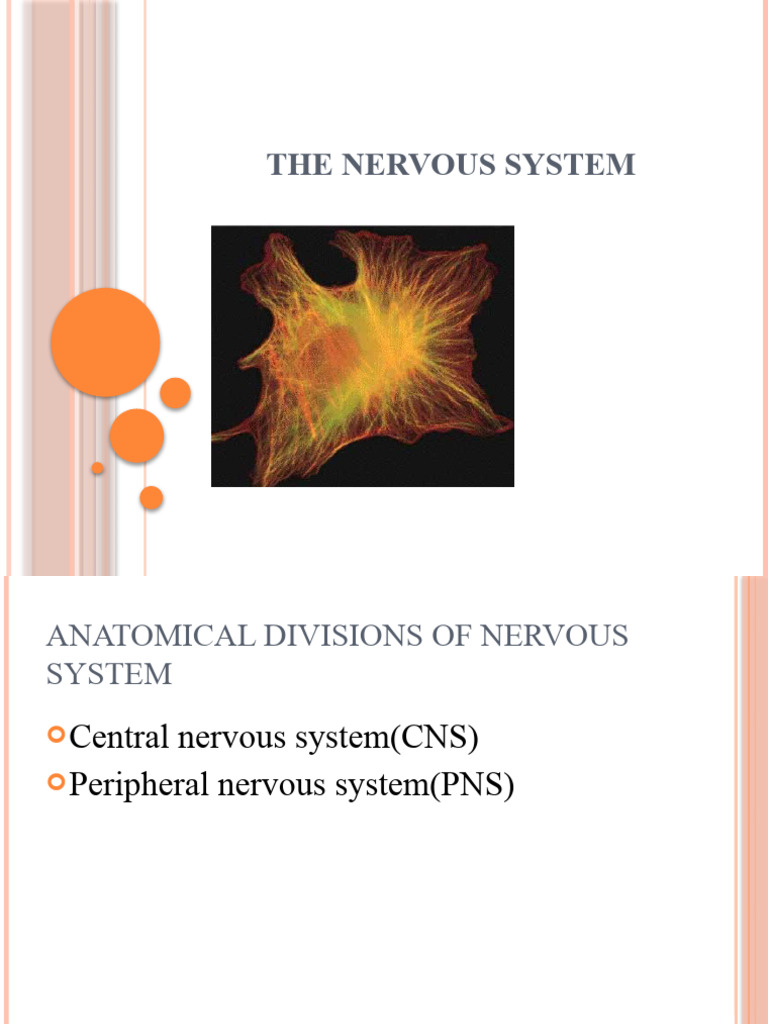 Lesson 11. The Nervous System | PDF | Spinal Cord | Central Nervous System