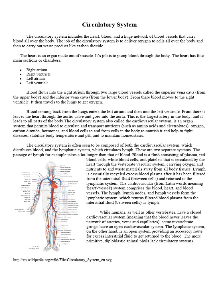 Overview of the Human Circulatory System | PDF | Atrium (Heart) | Heart