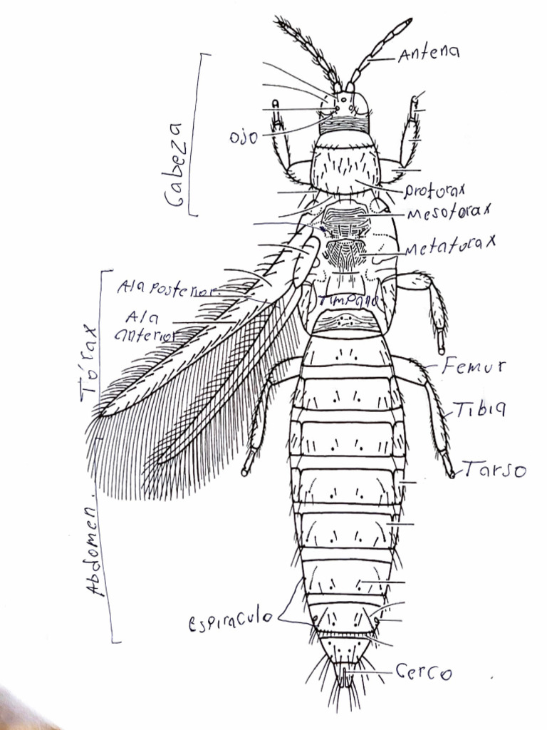 Morfologia Insectos | PDF