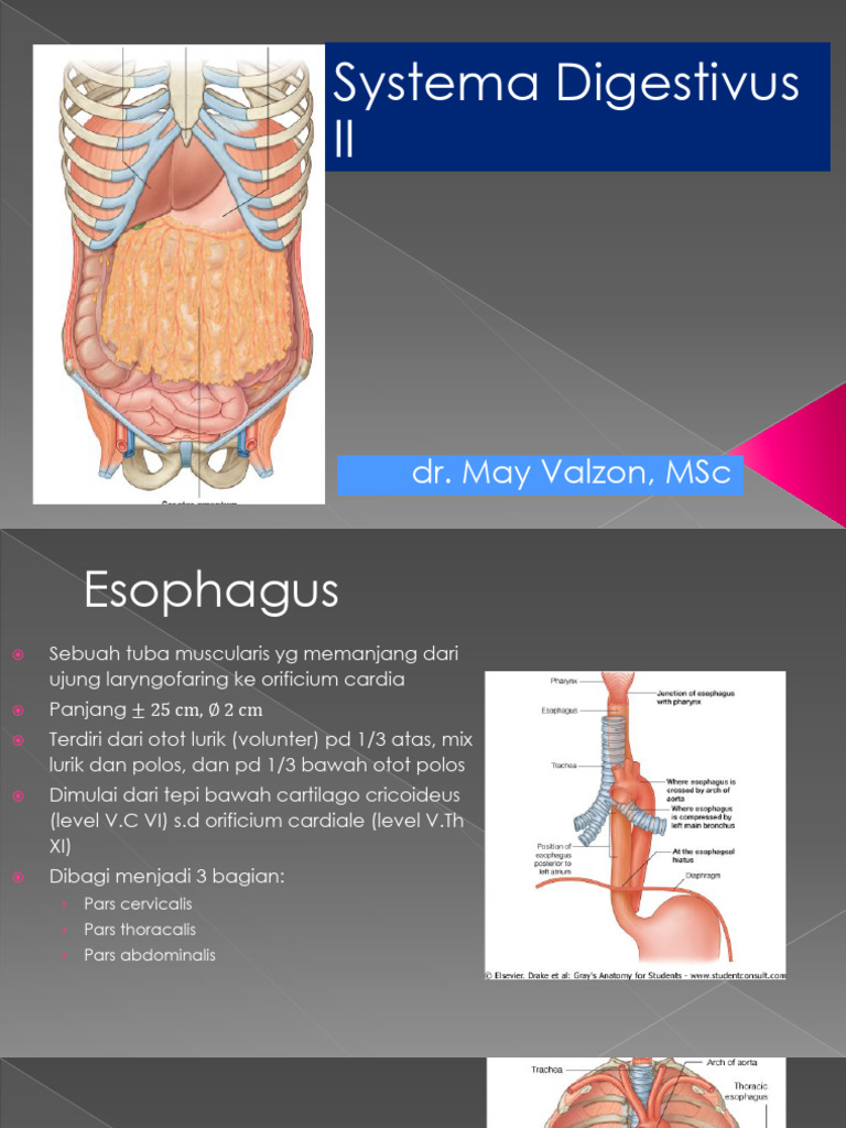 Kul Anatomi Lower GI Tract | PDF