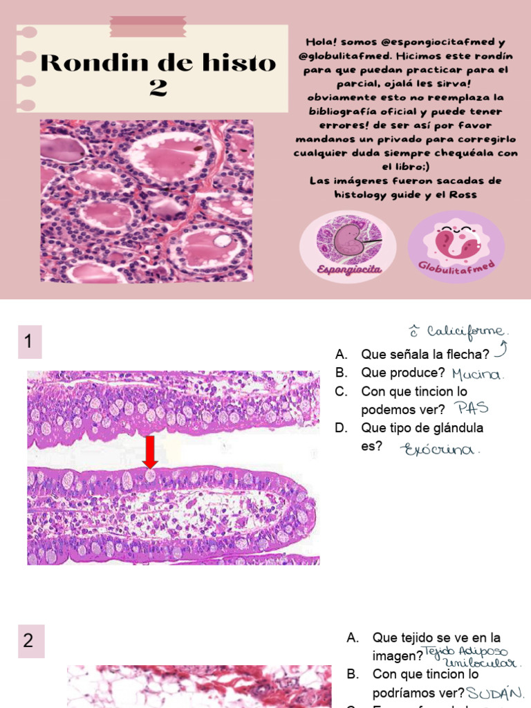 Rondín 2 Histo. | PDF | Linfocitos | Hormona