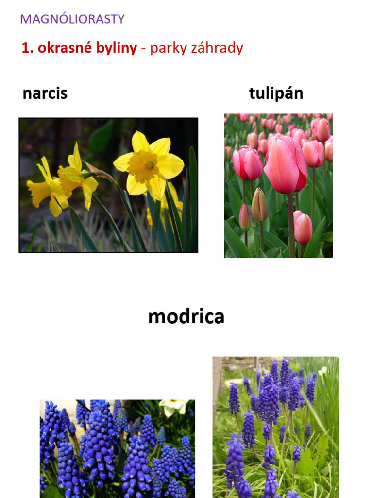 Poznã¡vanie Bylã N A Krã Kov | PDF