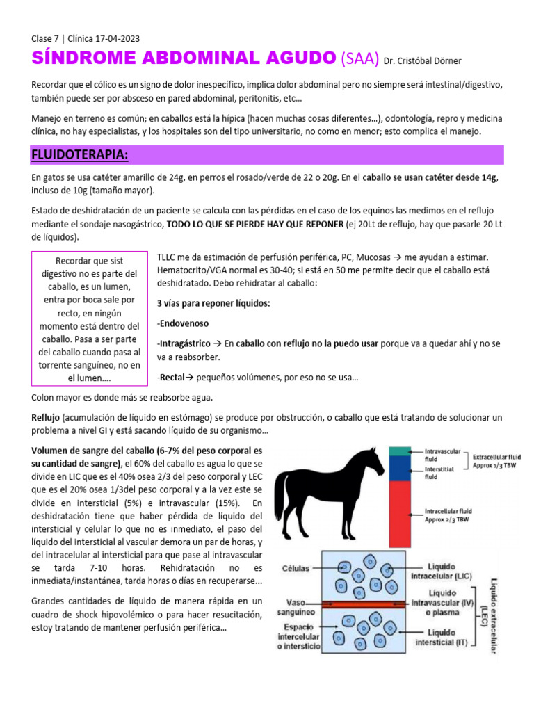 Manejo del cólico en caballos | PDF | Estómago | Edema