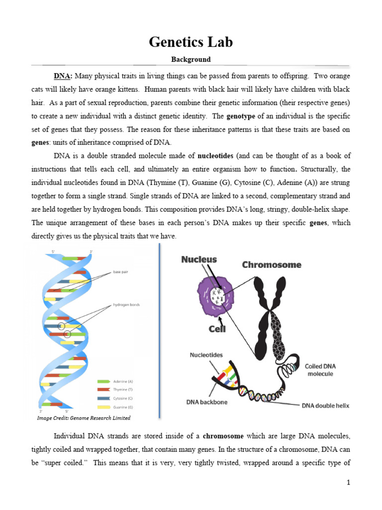 Backg - Pre-Lab - Lab Assig - Genetics | PDF | Allele | Dominance (Genetics)