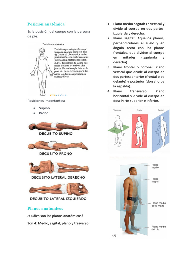 Conceptos básicos anatomía | PDF | Términos anatómicos de ubicación | Mano