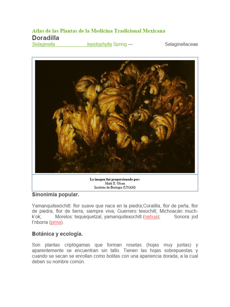 Atlas De Las Plantas De La Medicina Tradicional Mexicana Pdf Bilis