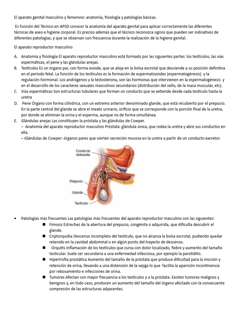 Aparato Reproductor Masculino y Fem. | Descargar gratis PDF | Sistema ...