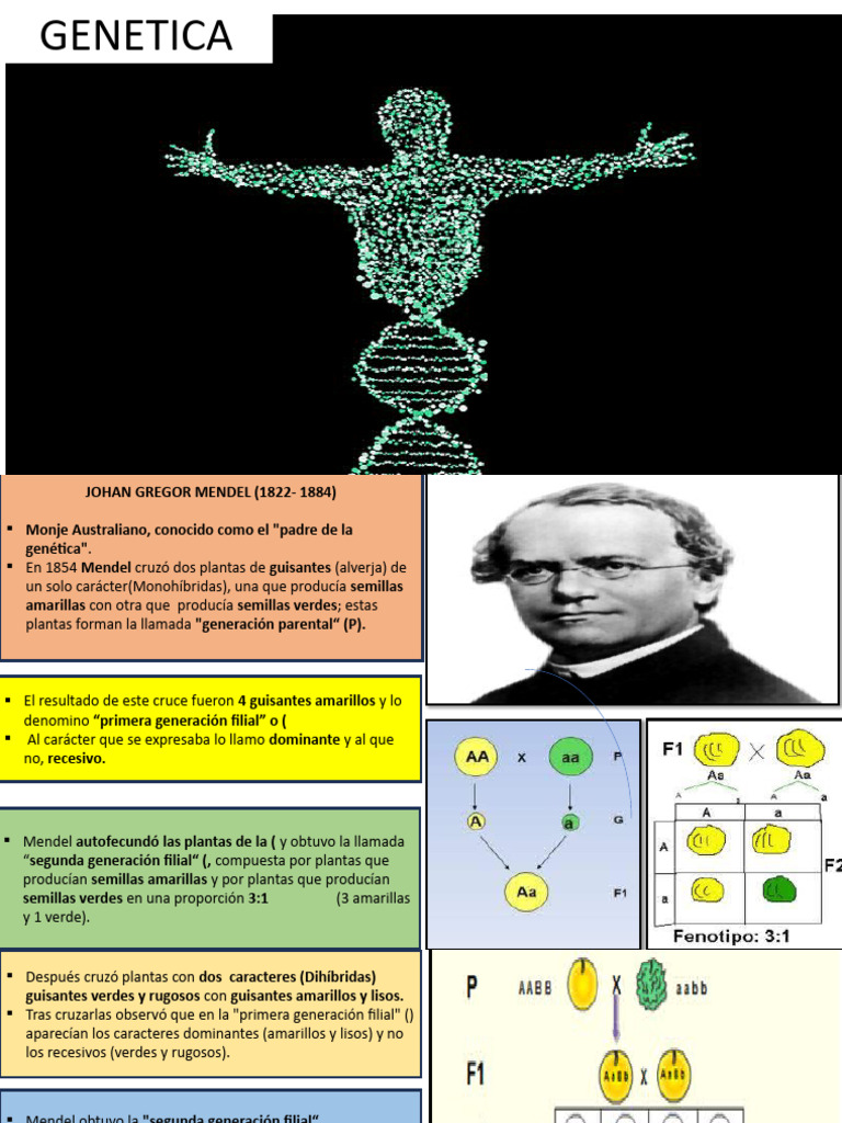 Genetica Mendeliana | PDF | Dominancia (Genética) | Alelo