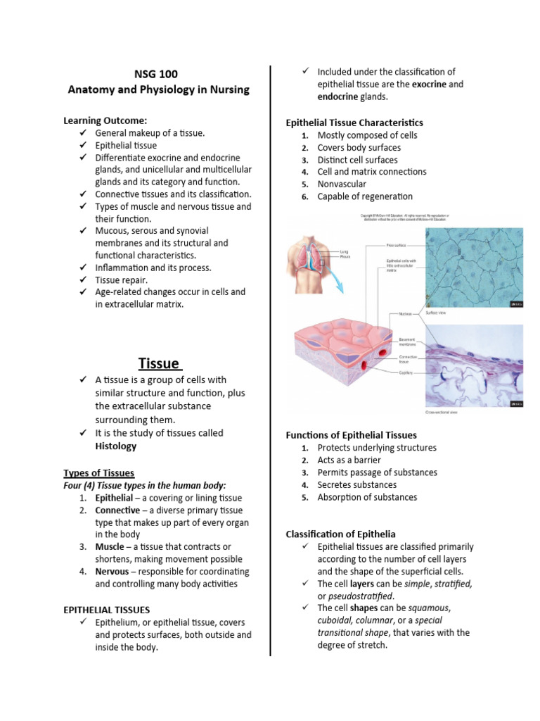 Tissue Level Reviewer | PDF | Epithelium | Connective Tissue