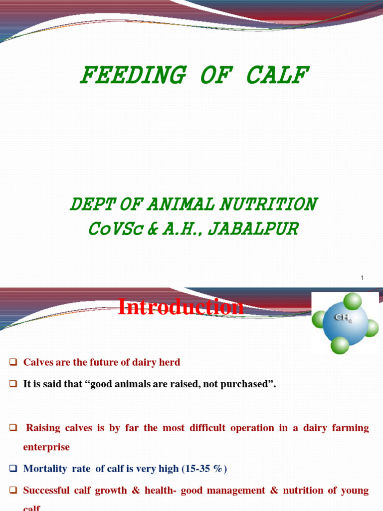 Feeding of Calves | PDF | Milk | Dairy Cattle