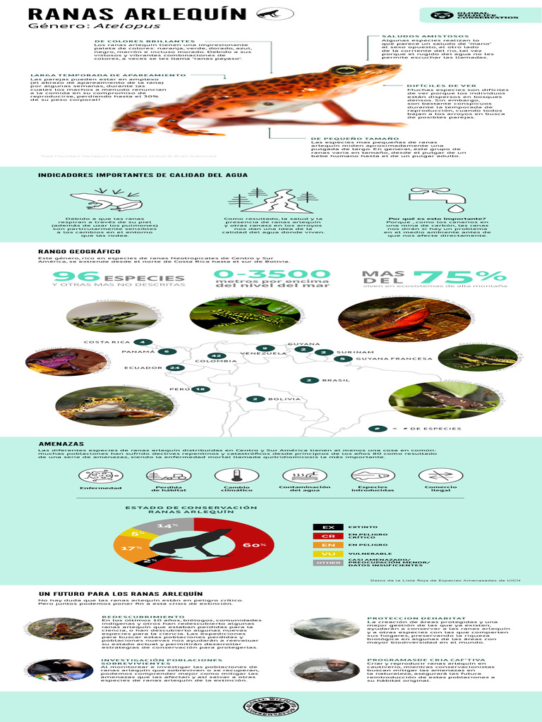 Harlequin Toads Infographic Spanish Version | PDF | Especie en peligro ...